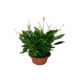 Floare Crinul Pacii in ghiveci, 45 cm